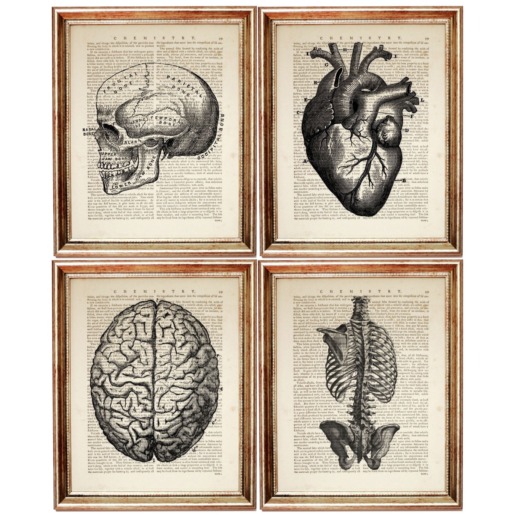 Anatomy Art Print Set Anatomy Poster Set of 4 Prints Skull - Etsy