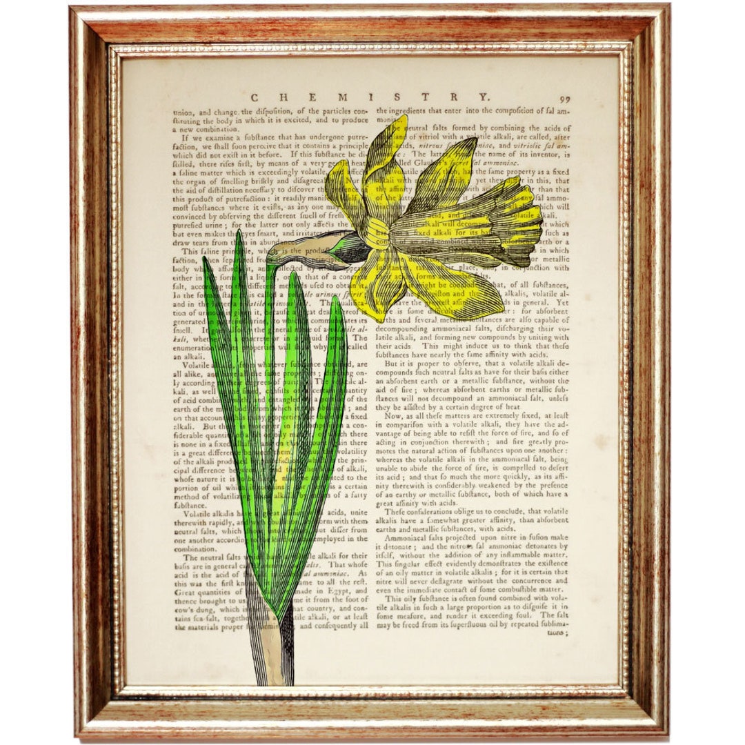 Vintage Daffodil Print, Botanical Dictionary Art, Yellow Flower Decor ...