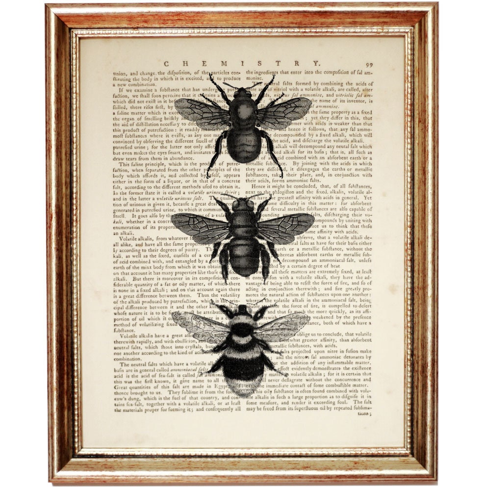 Bee Dictionary Art Print, Set of 3 Black & White Insect Wall Decor ...