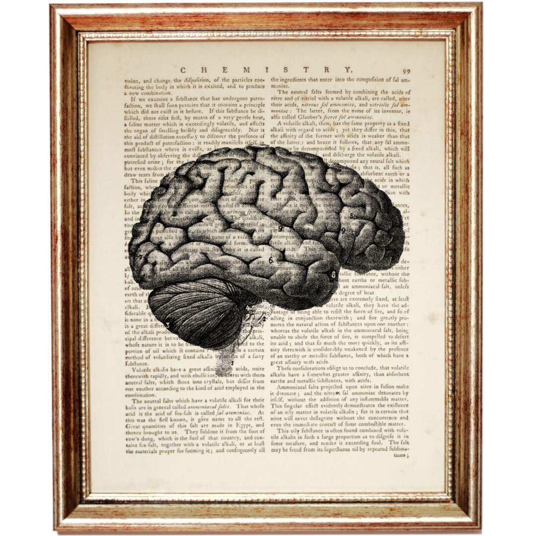 Brain Art Print, Science Wall Art, Anatomy Poster, Anatomical Antique ...