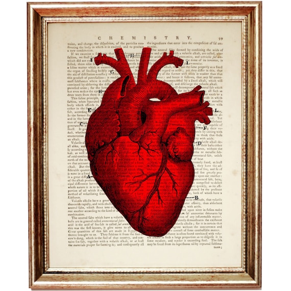 Anatomisch Correcte Hartkunst Nieuw Type Kunsthart | NTVG
