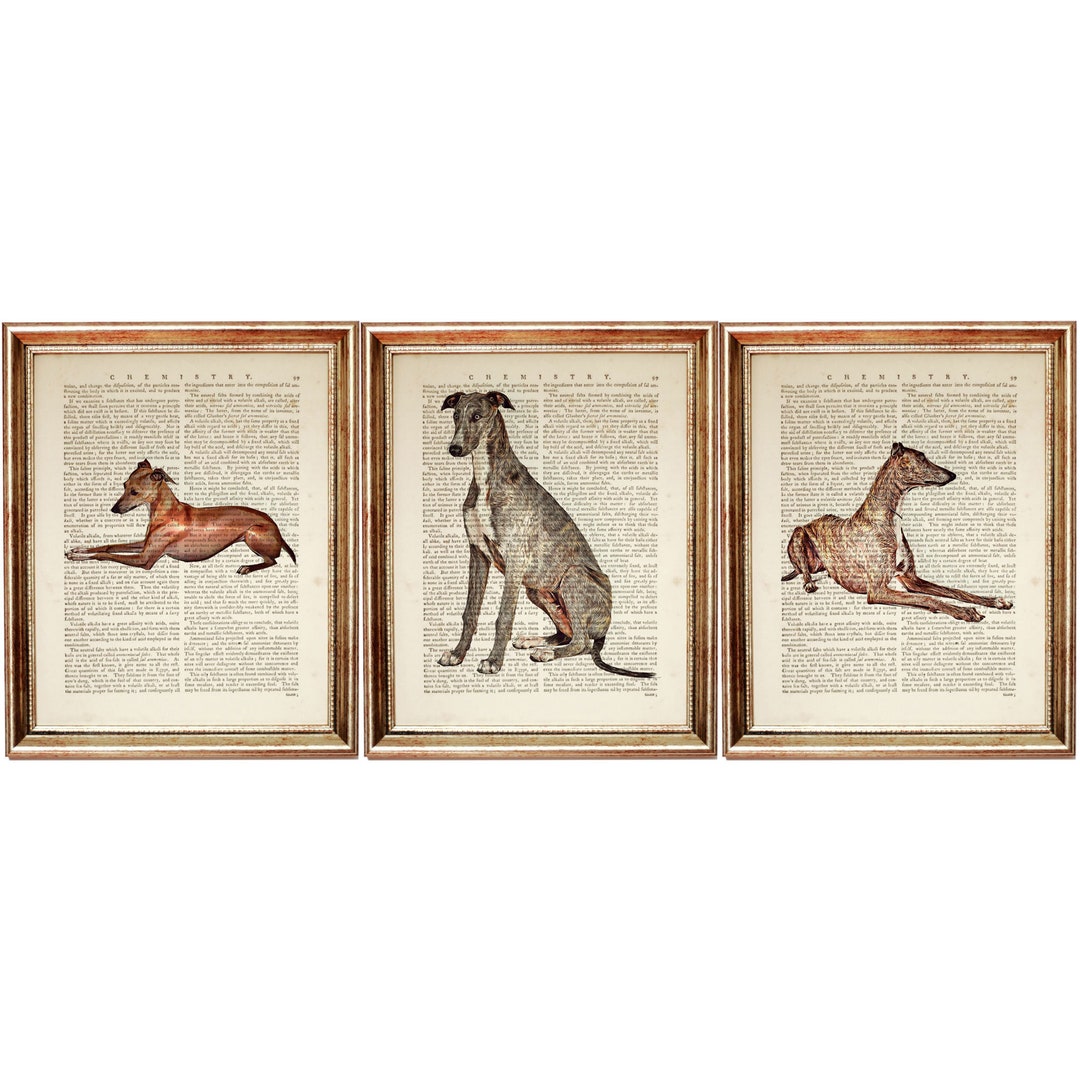 Set of 3 Prints, Greyhound Dog Art Prints, Dictionary Art Prints for ...