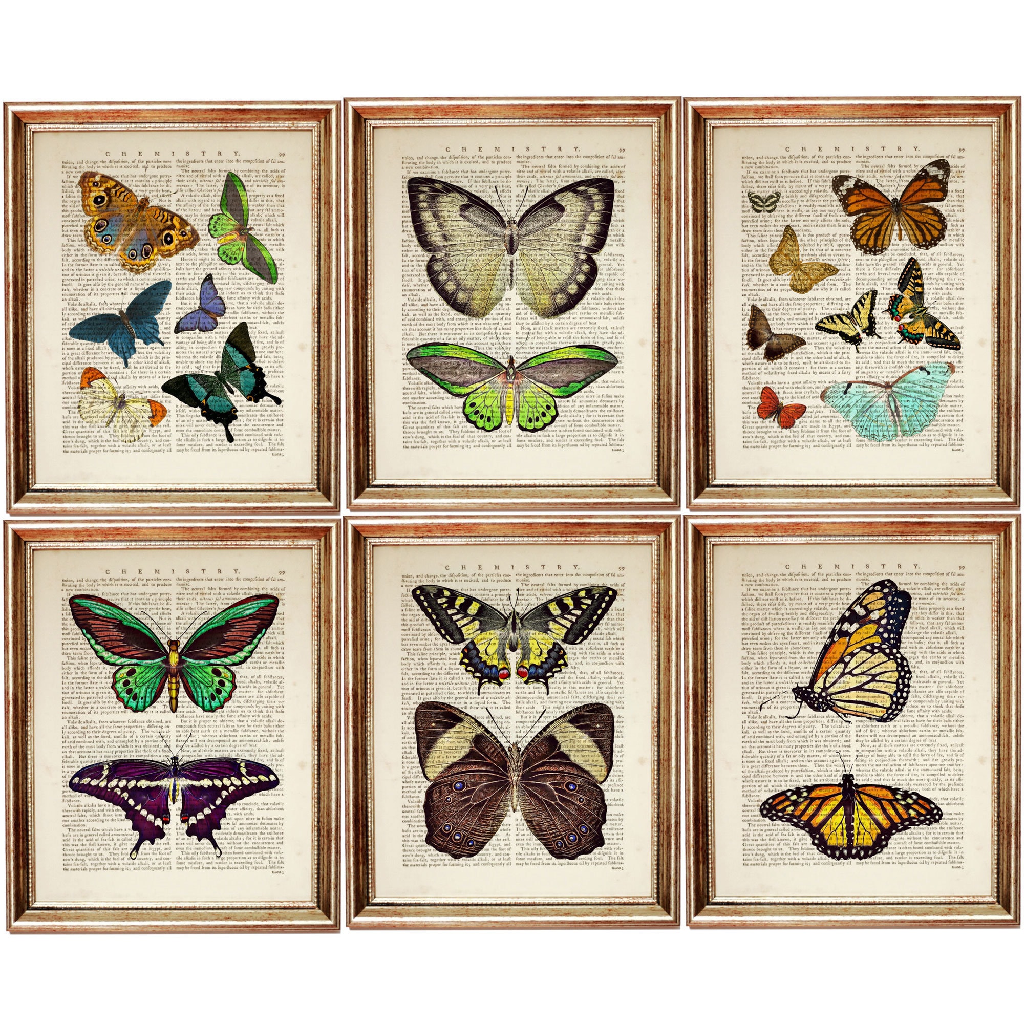 Screenprints Prints Small Serigraph Prints. Set of Butterfly Screen ...