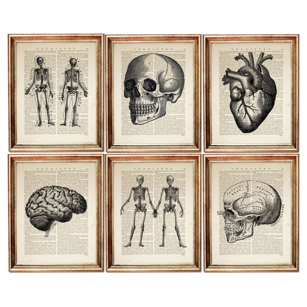 Set of 6 Prints, Human Anatomy Poster, Anatomical Heart Art Print ...