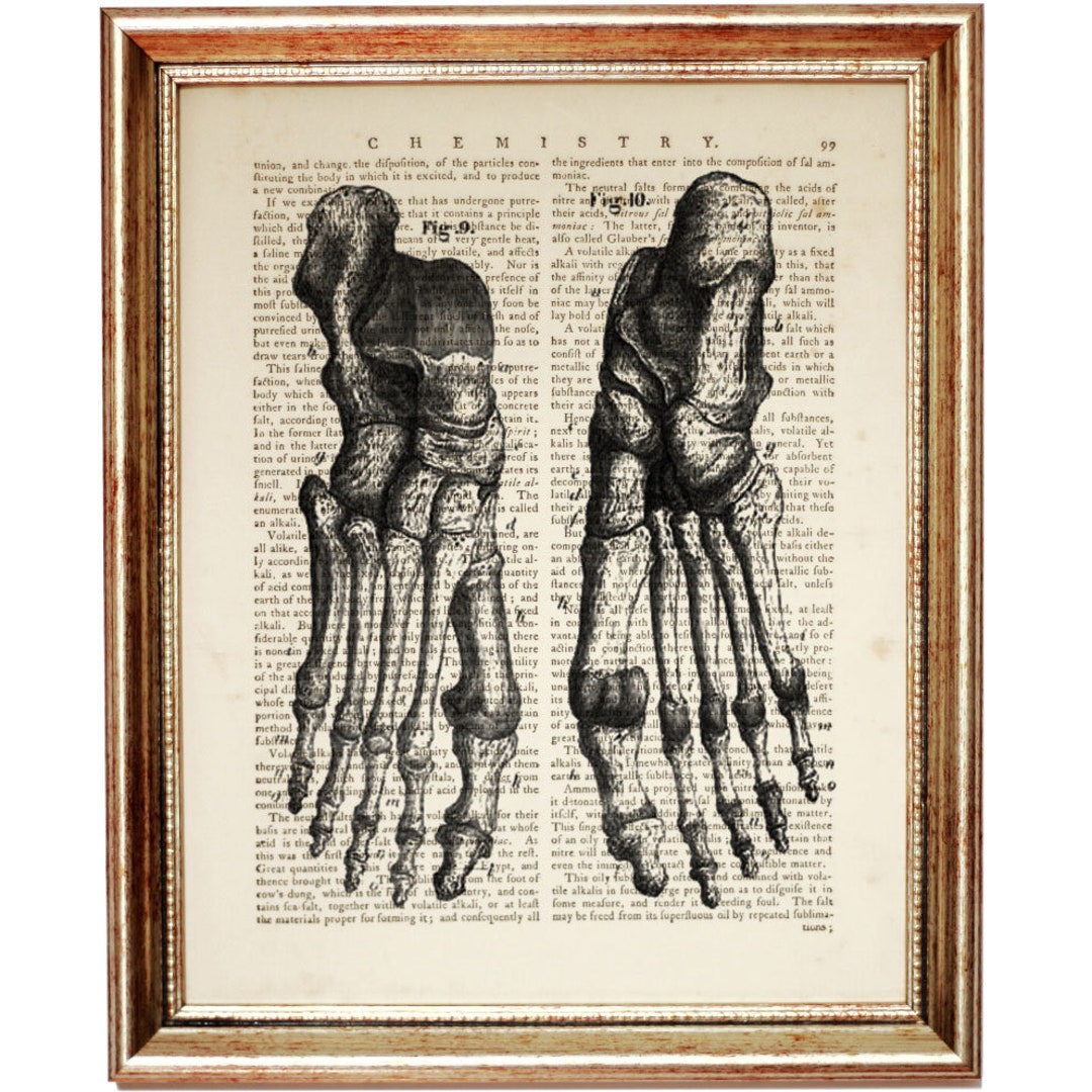 Feet Bones Anatomy Wall Decor, Anatomical Foot Bones Dictionary Art ...