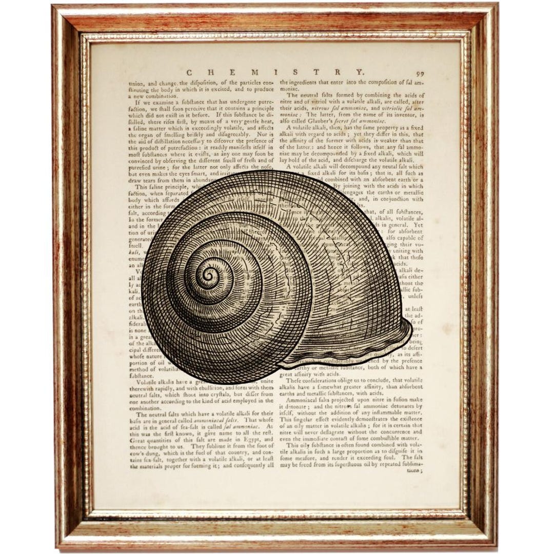 Vintage Seashell Print, Rustic Nautical Wall Art on Antique Dictionary ...