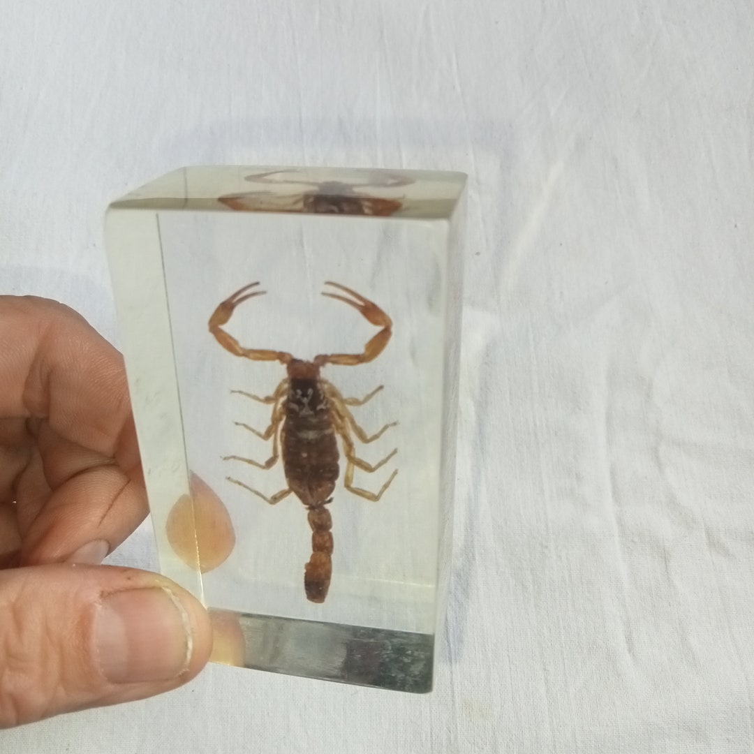 NEW, Soviet Scorpion in Resin. Red Small Scorpion, Vintage Paperweight ...