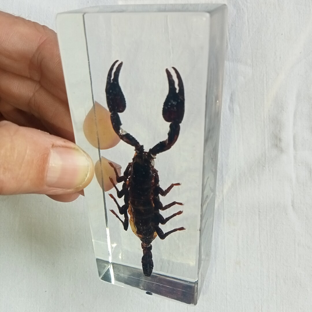 New,soviet Scorpion in Resin.asian Scorpion, Vintage Paperweight. Resin ...