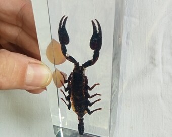 Ussr Epoxy Scorpion - Etsy