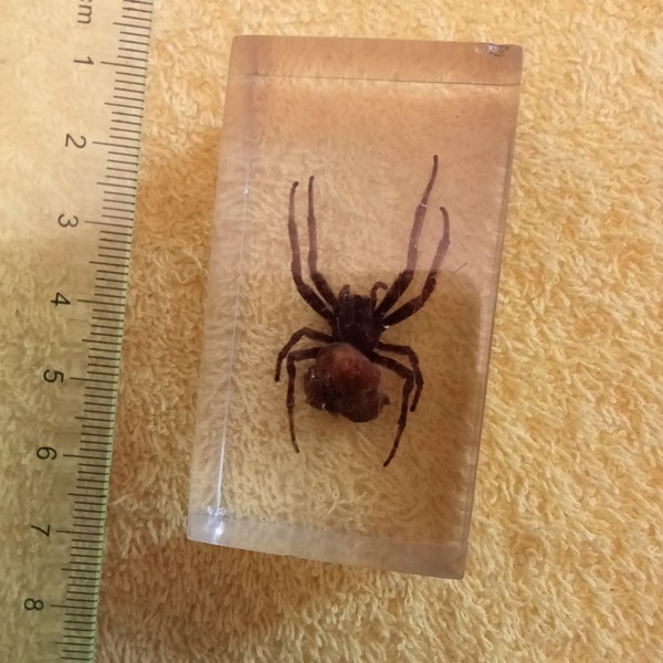 Spider Paperweight - Etsy
