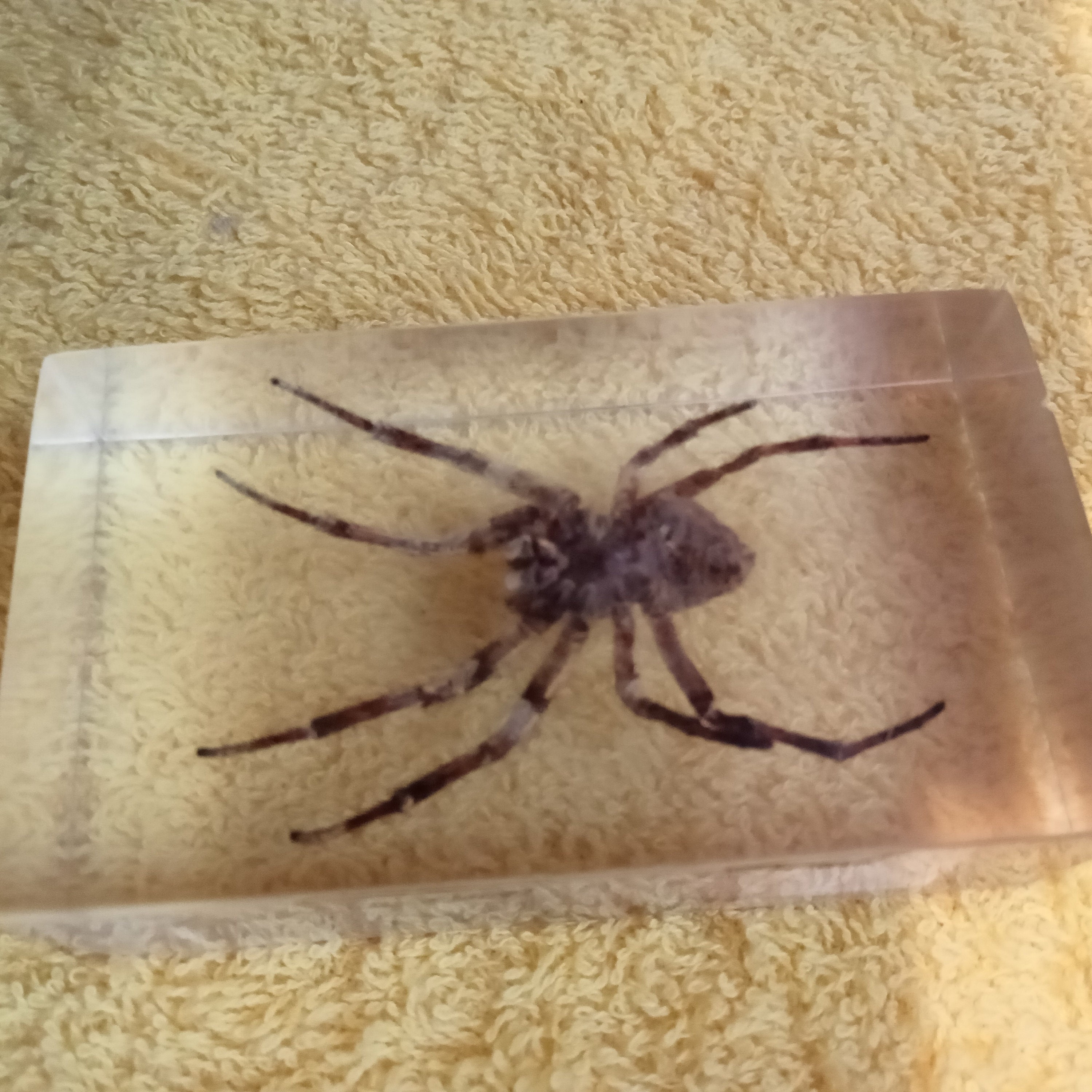 Vintage Soviet Epoxy Resin Spider. Spider in Resin Spider Acrylic Block ...