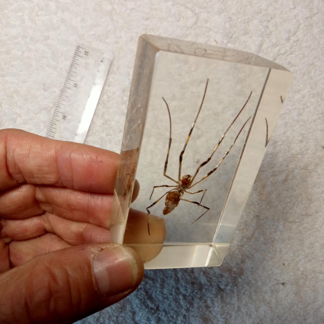 Antique Soviet Spider in Epoxy Resin. Spider in Resin Spider Acrylic ...