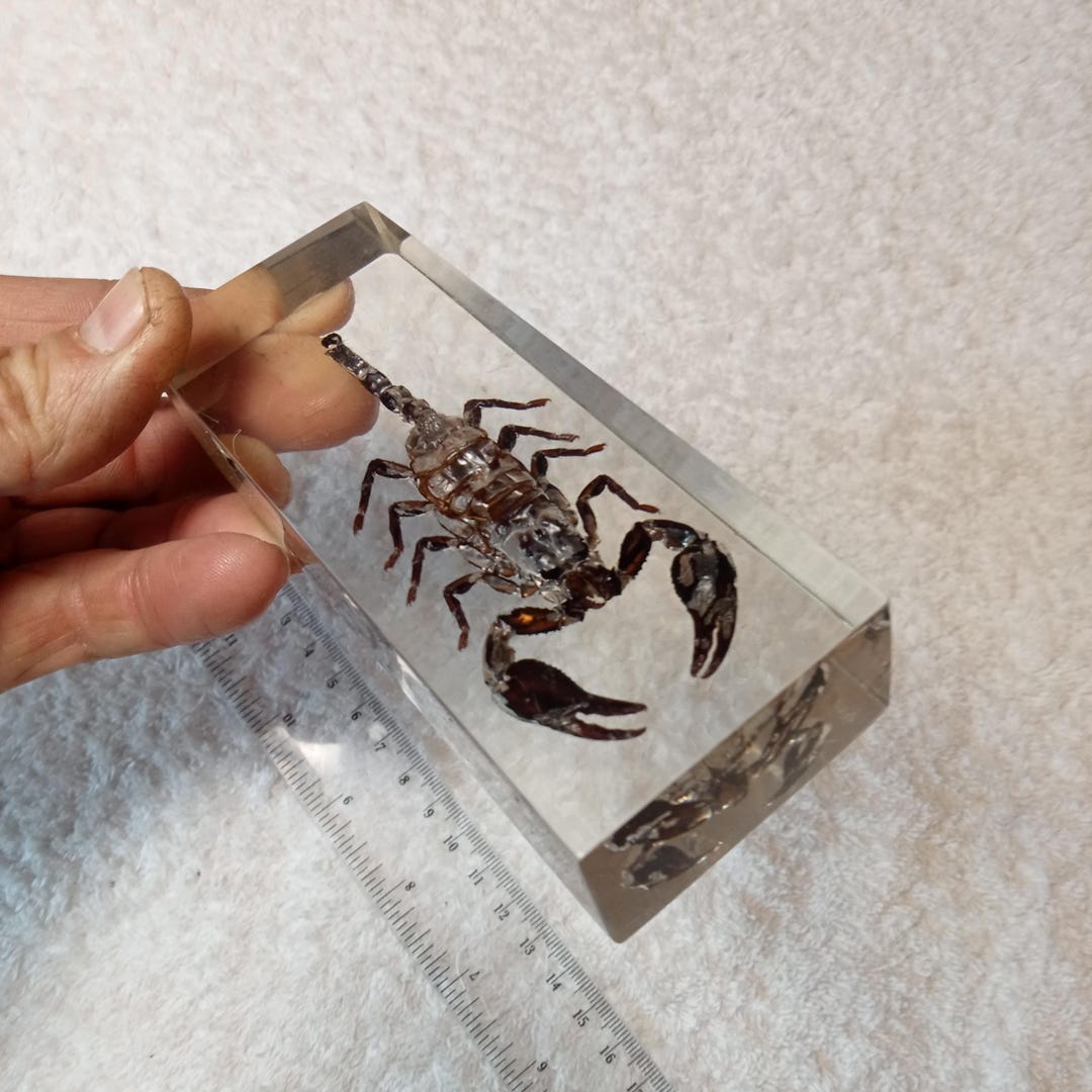 Soviet Scorpion in Resin.asian Scorpion, Vintage Paperweight. Resin ...