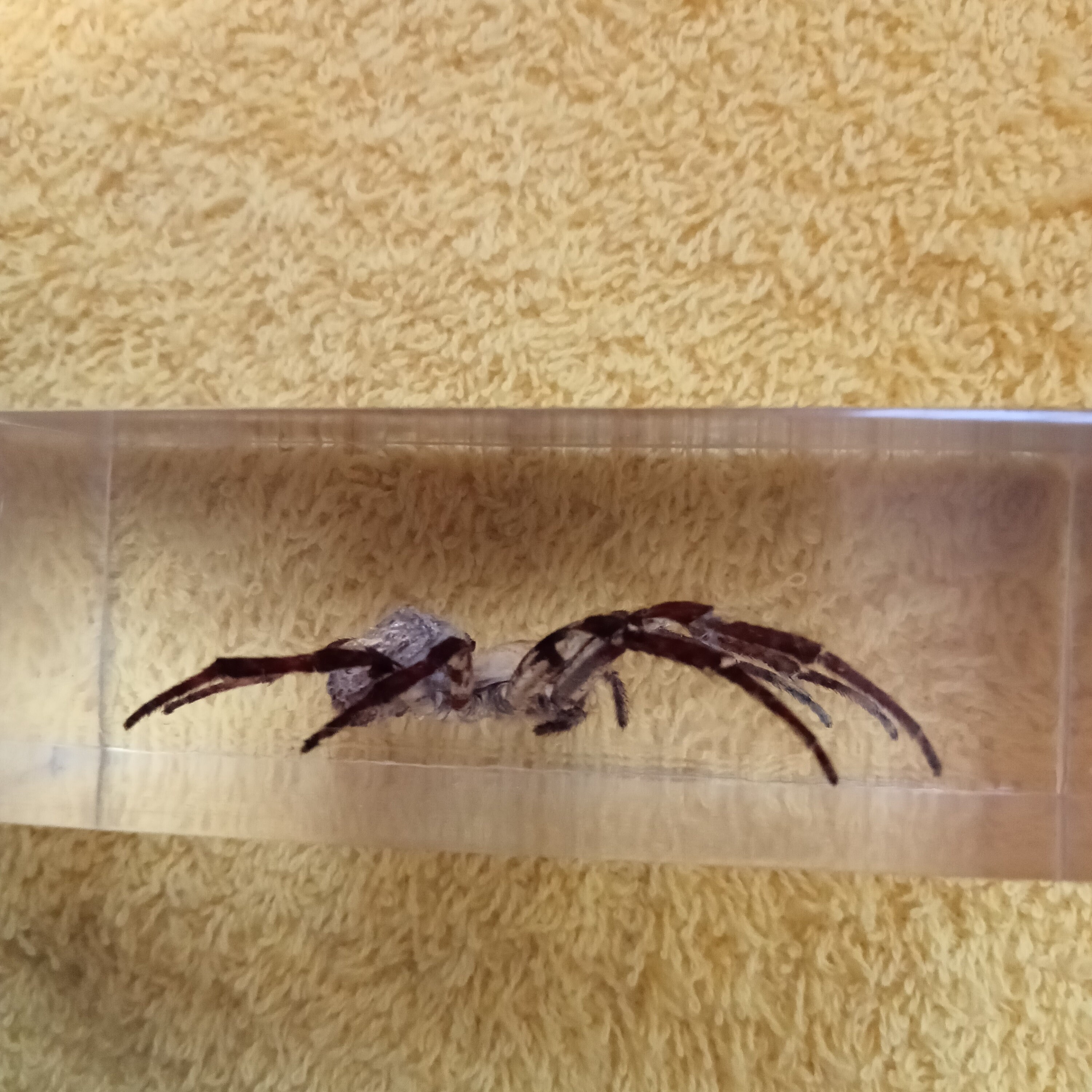 Vintage Soviet Epoxy Resin Spider. Spider in Resin Spider Acrylic Block ...
