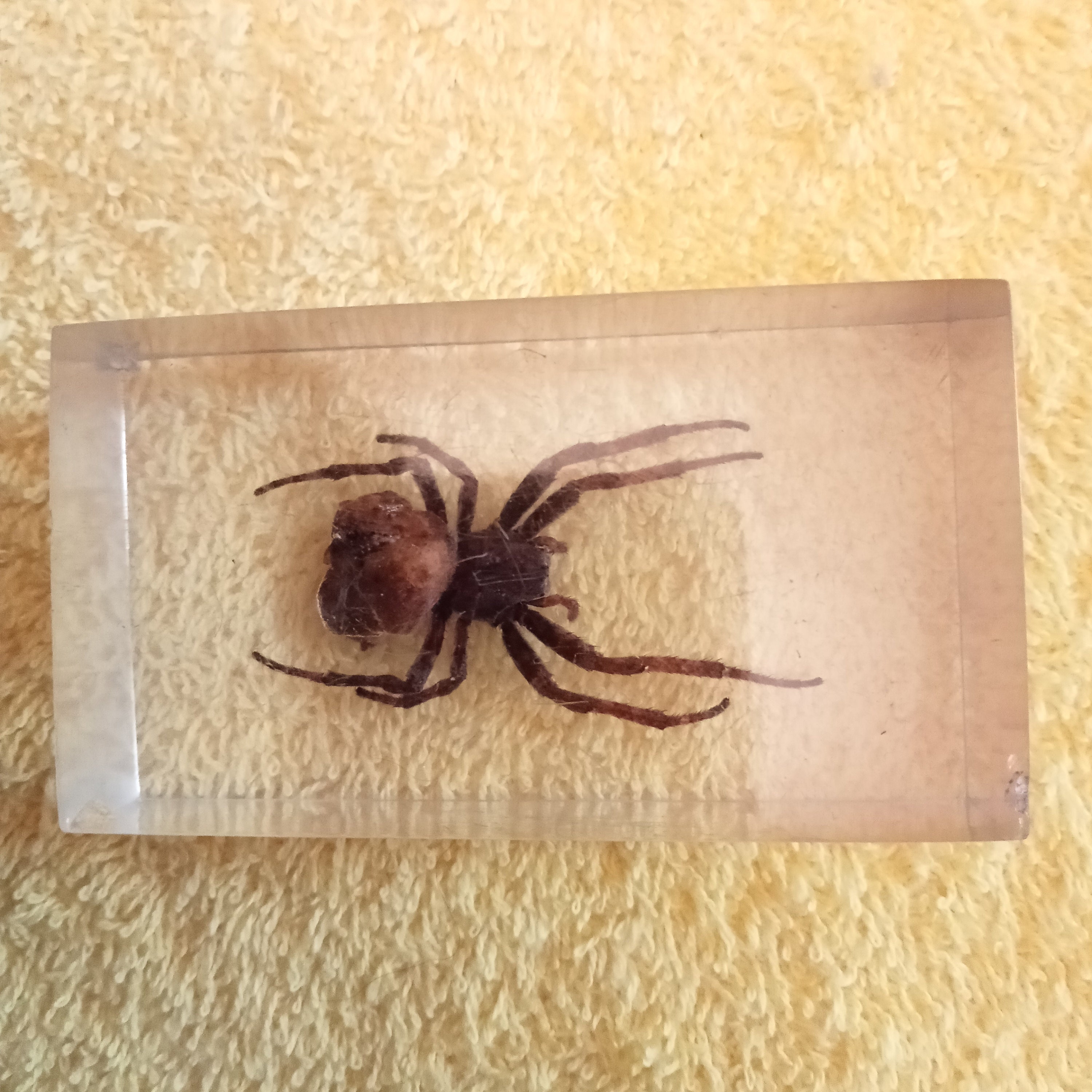 Antique Soviet Spider in Epoxy Resin. Spider in Resin Spider Acrylic ...