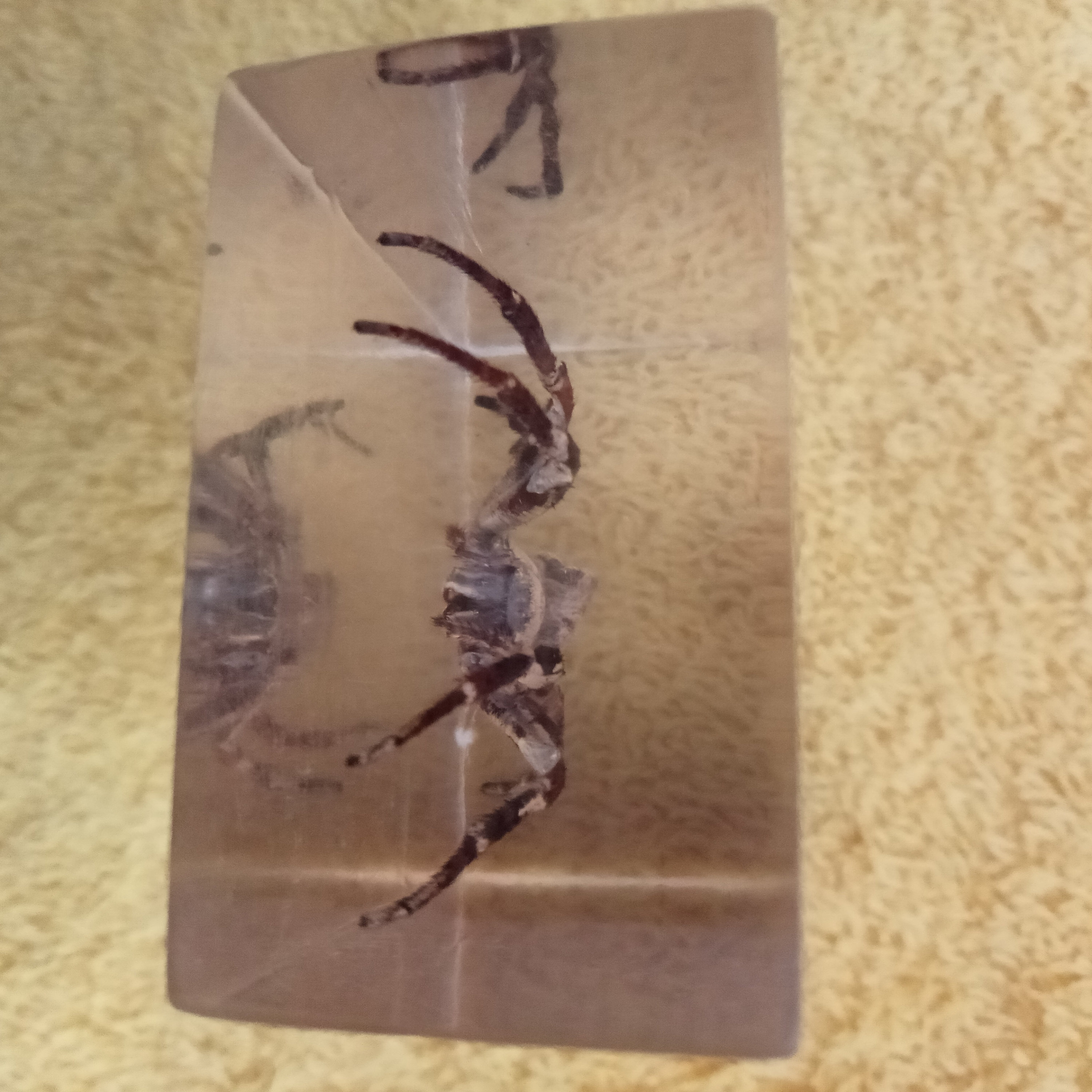 Vintage Soviet Epoxy Resin Spider. Spider in Resin Spider Acrylic Block ...