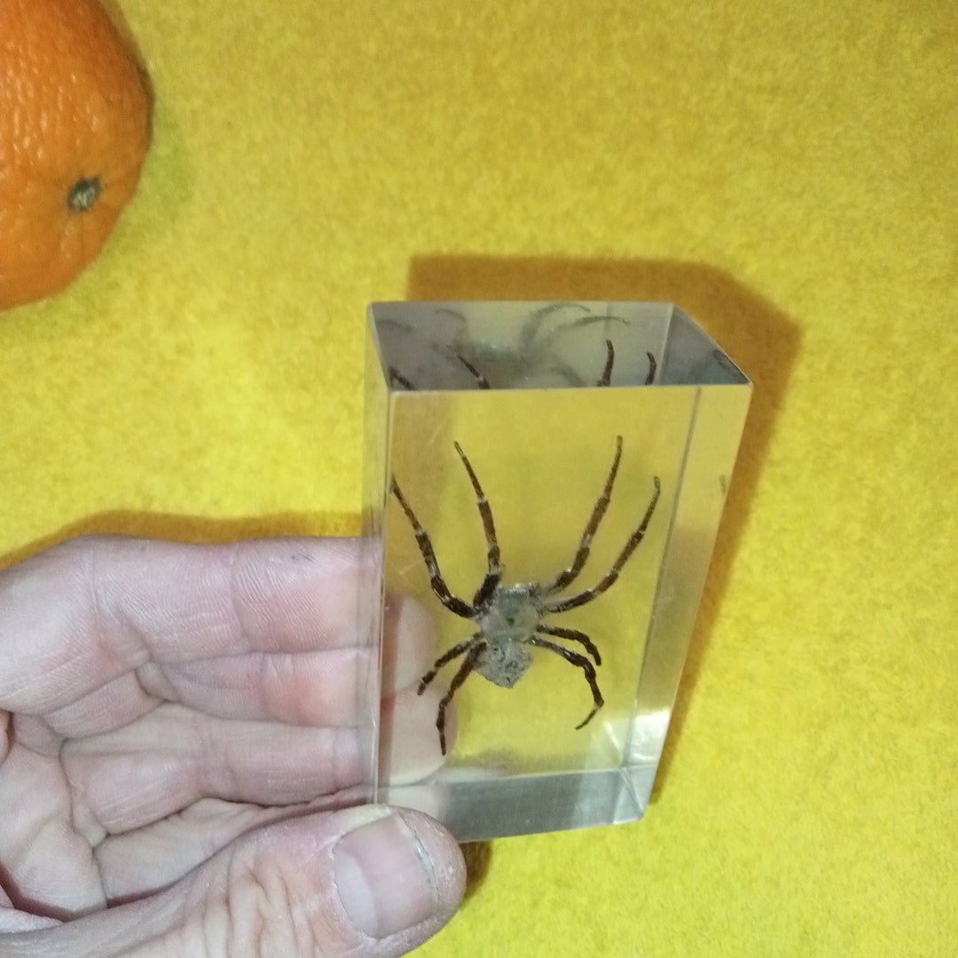 Vintage Soviet Epoxy Resin Spider. Spider in Resin Spider Acrylic Block ...