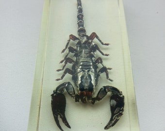 Acrylic Insect Block - Etsy