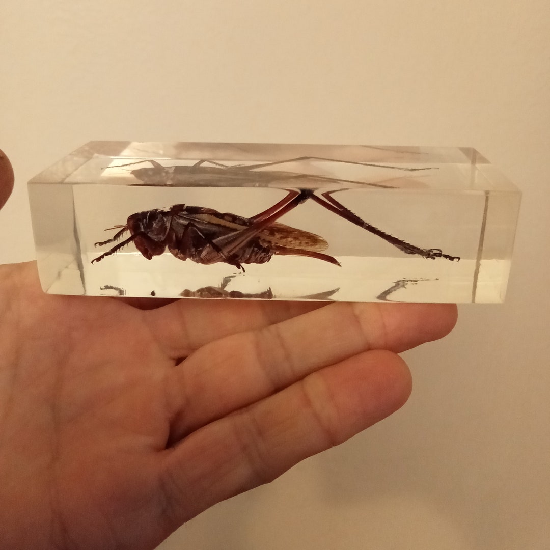 Soviet Beetle in Resin, Locust Acrylic Block, Grasshopper, Insect ...