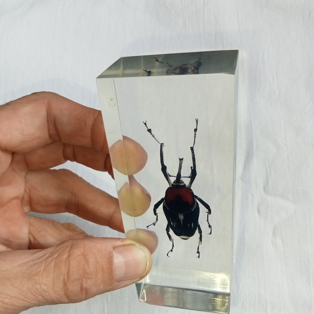 New,soviet Beetle in Resin,acrylic Block With Beetle,weevil Beetle ...
