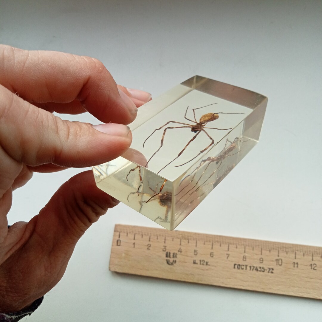 Soviet Spider in Epoxy.spider in Resin, Acrylic Block With Spider ...