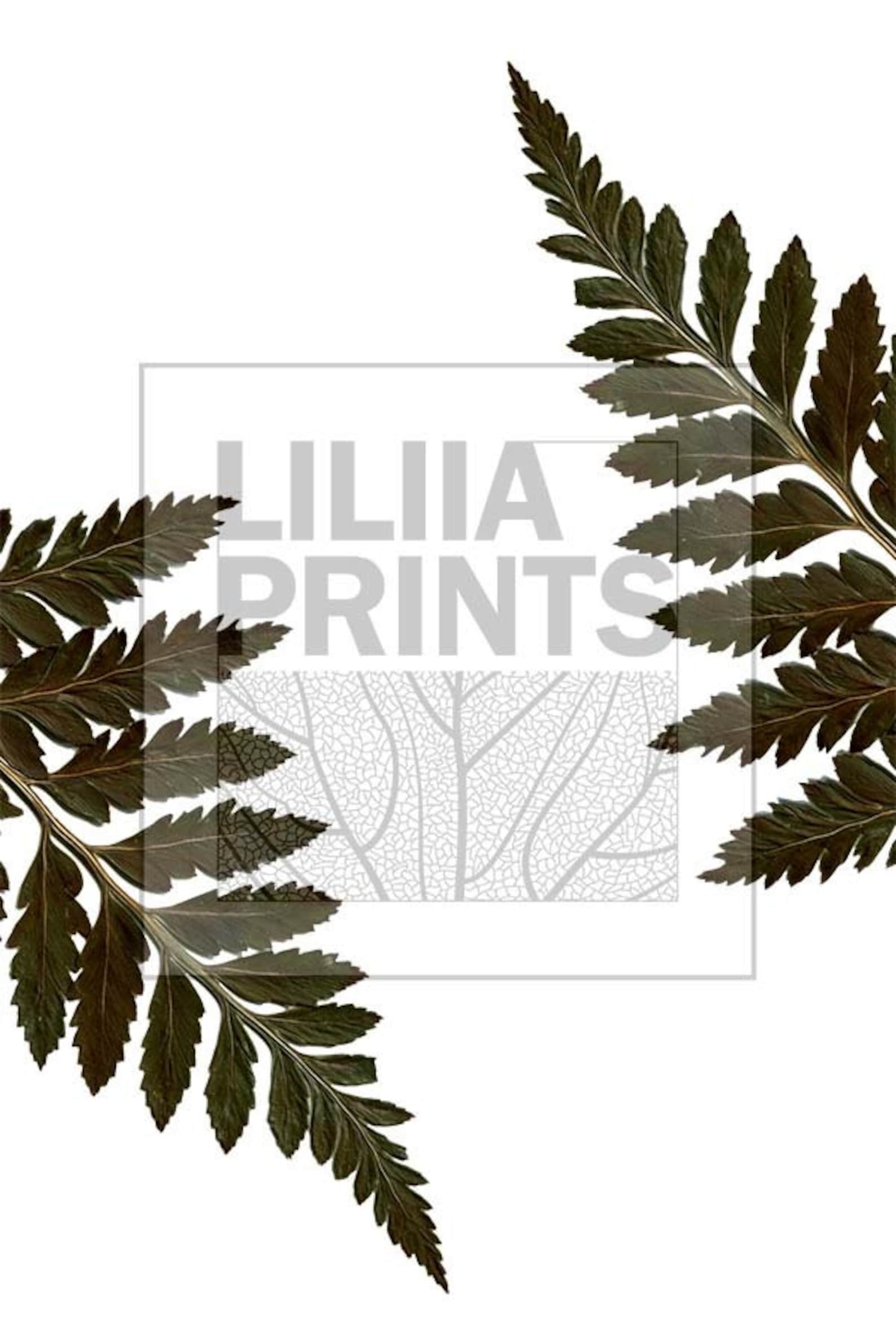 PNG Clipart Fern Frame Digital Frame Printable Pressed Fern Web Design ...