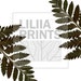 PNG Clipart Fern Frame Digital Frame Printable Pressed Fern Web Design ...
