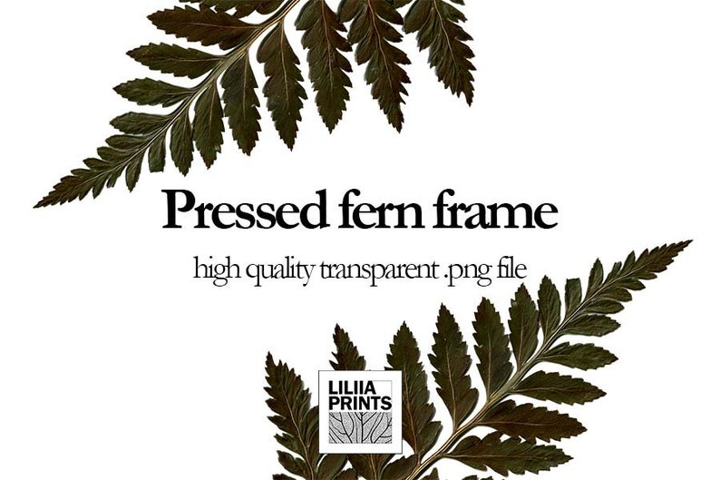 PNG Clipart Fern Frame Digital Frame Printable Pressed Fern Web Design ...