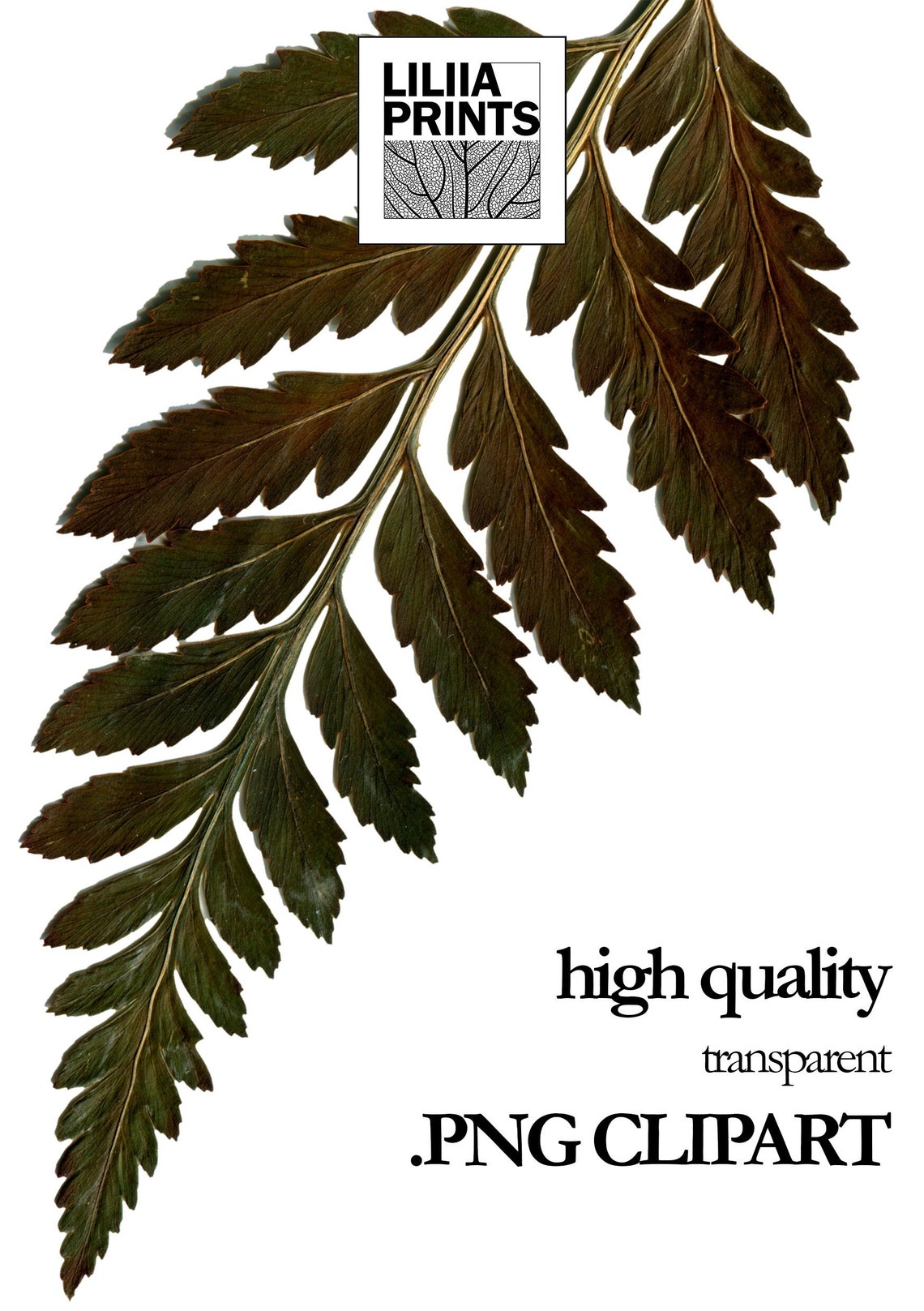 PNG Clipart Fern Frame Digital Clipart Printable Pressed Fern Party ...