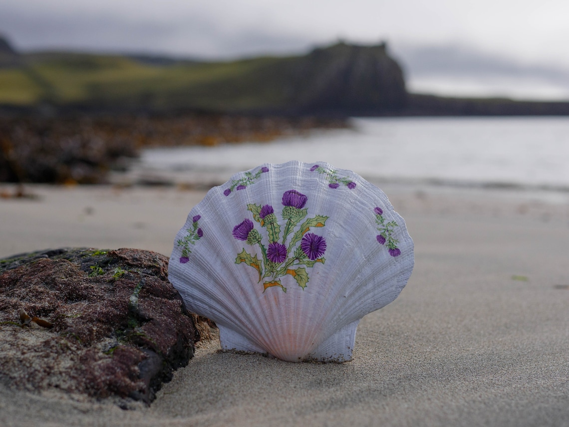 Large hand-dived scottish scallop shells Isle of Skye Scotland | Etsy