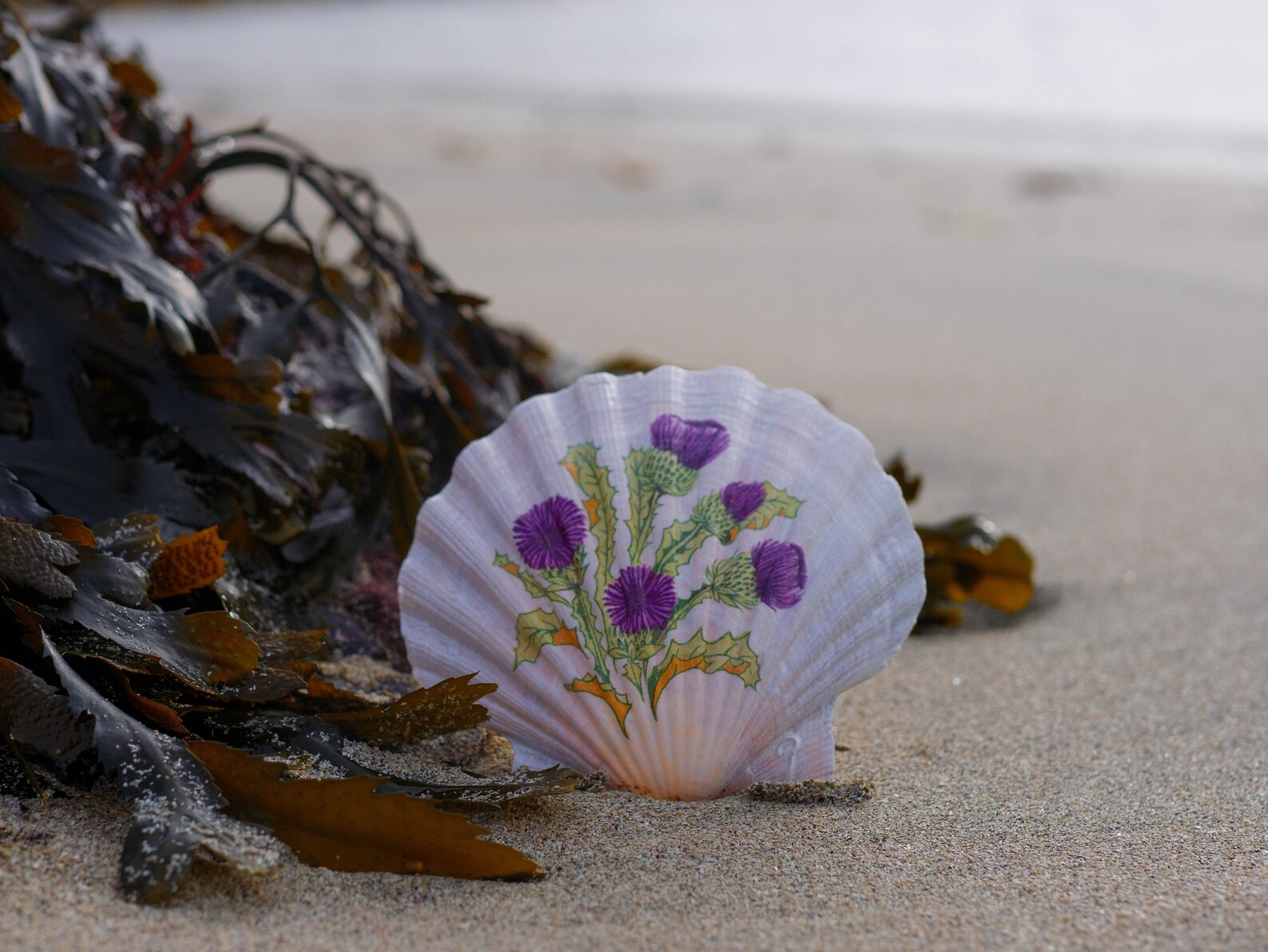Decorated scottish scallop shells made on the Isle of Skye | Etsy
