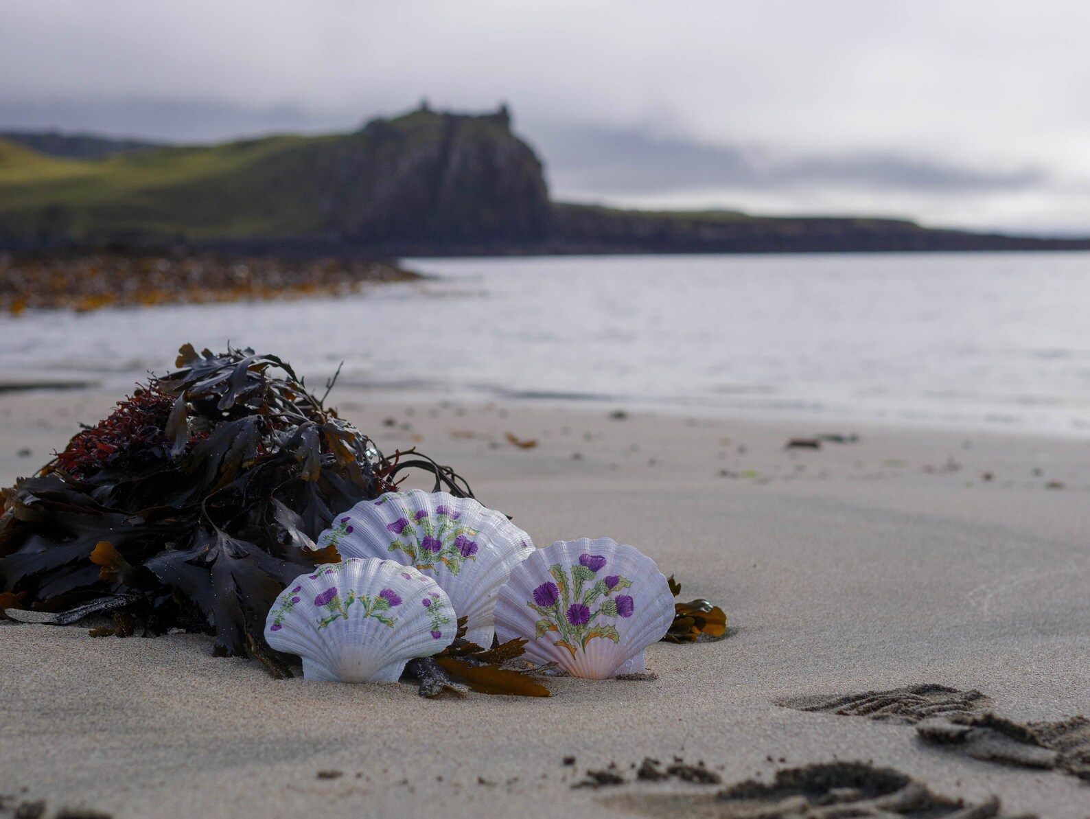 Large hand-dived scottish scallop shells Isle of Skye Scotland | Etsy
