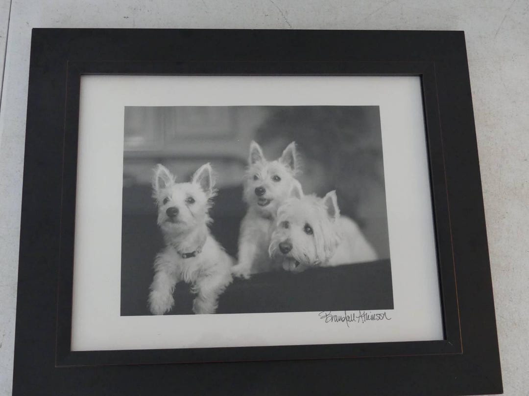 Vintage Framed Brandall Atkinson Photograph West Highland Terrier 17.5 ...