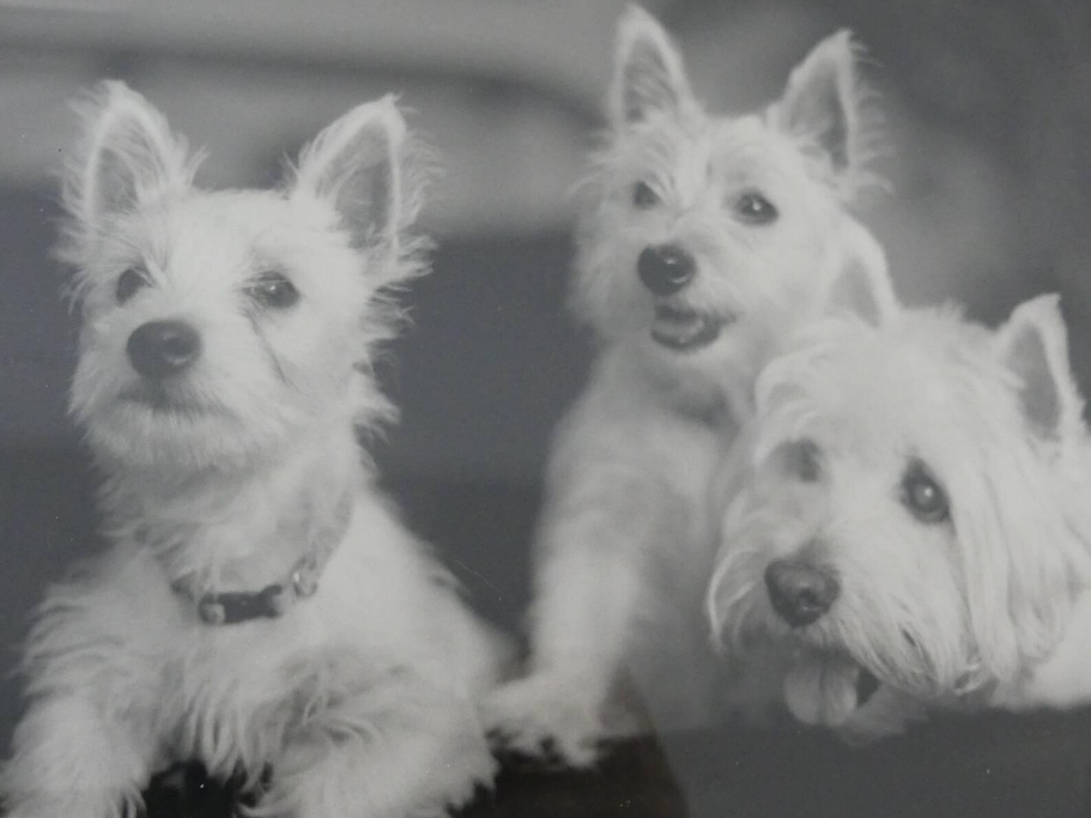 Vintage Framed Brandall Atkinson Photograph West Highland Terrier 17.5 ...