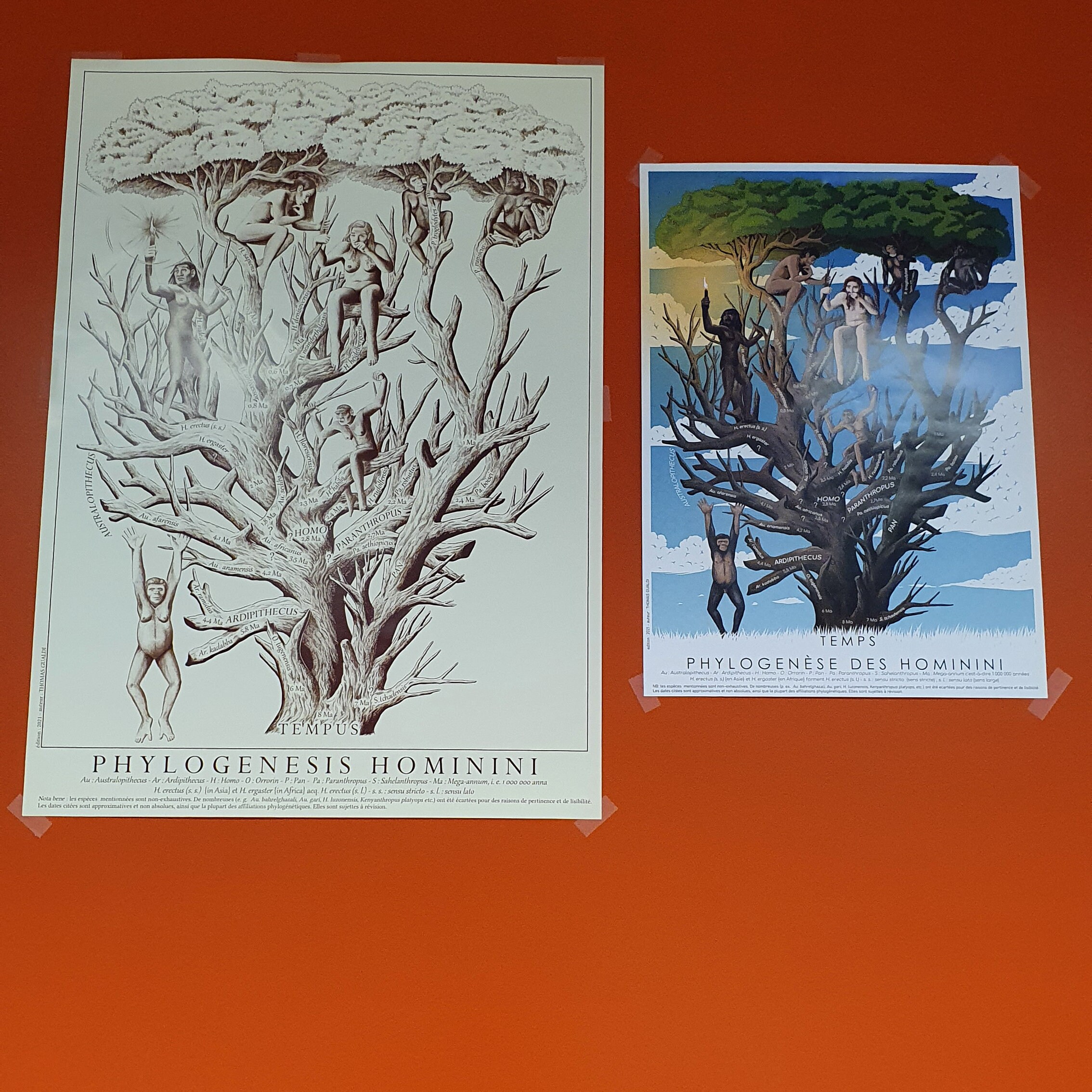 Scientific and Artistic A2 Poster phylogenesis OF Hominini - Etsy UK