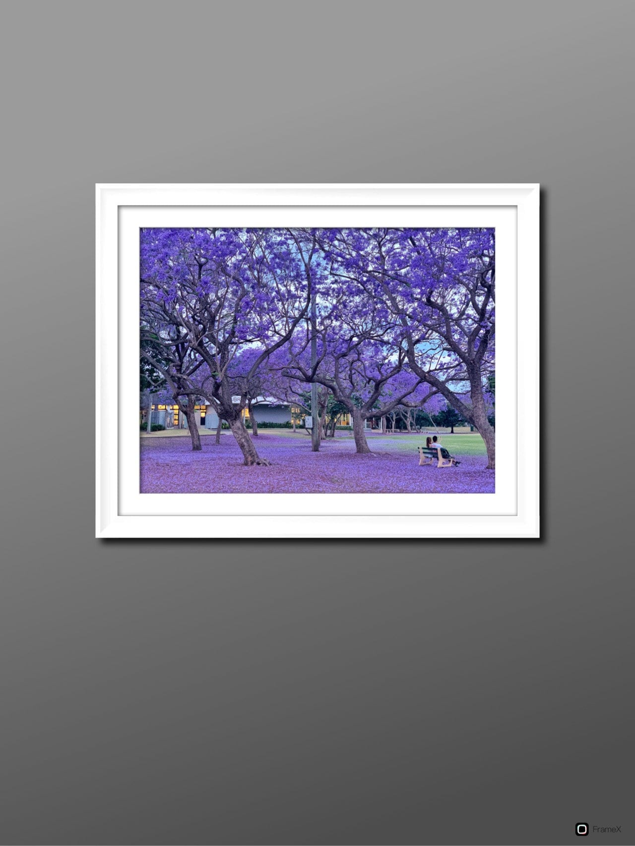 Australian Purple Trees