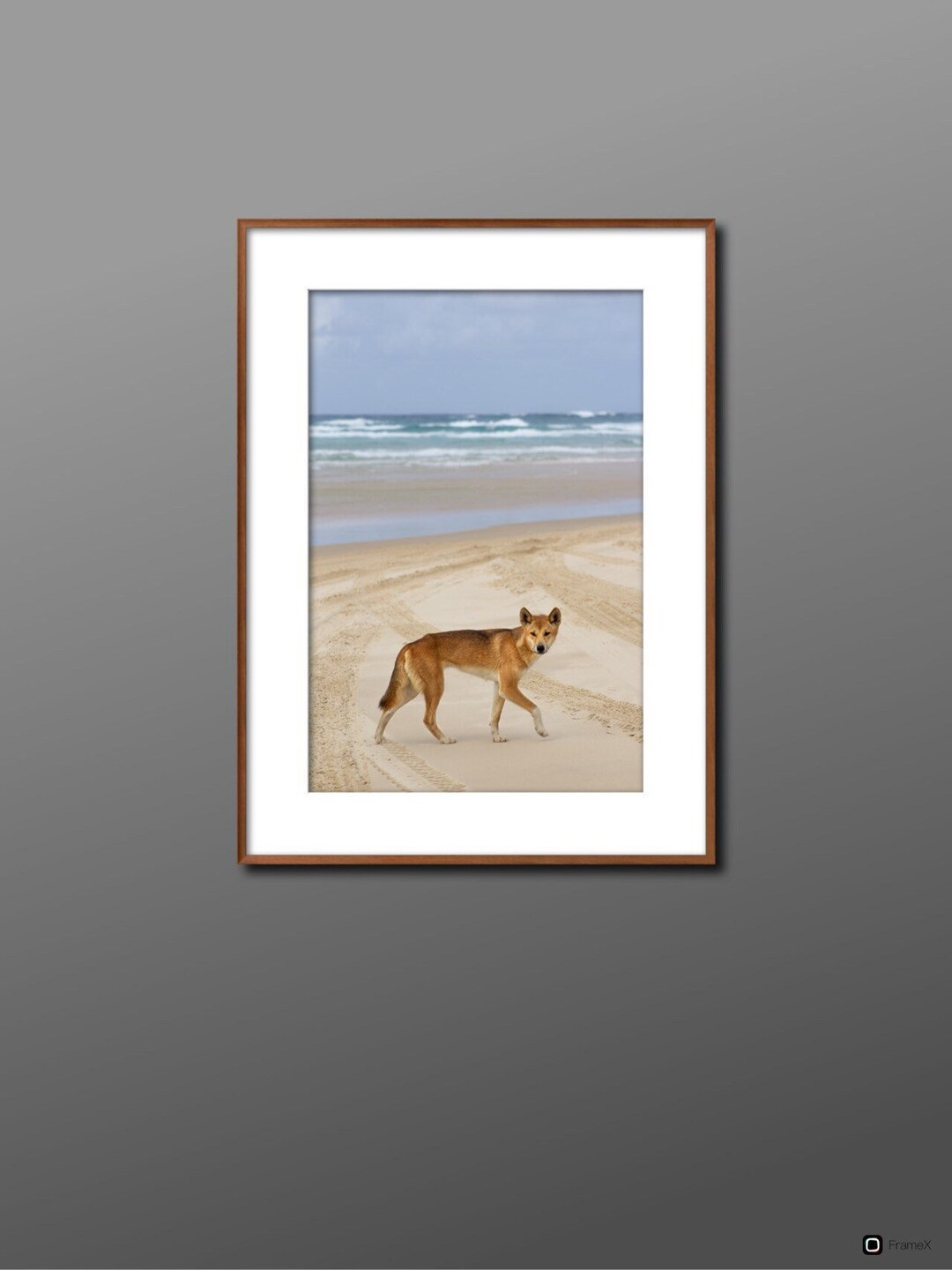 Dingo Photo Print, Australian Dingo Art, Dingo Digital Print ...