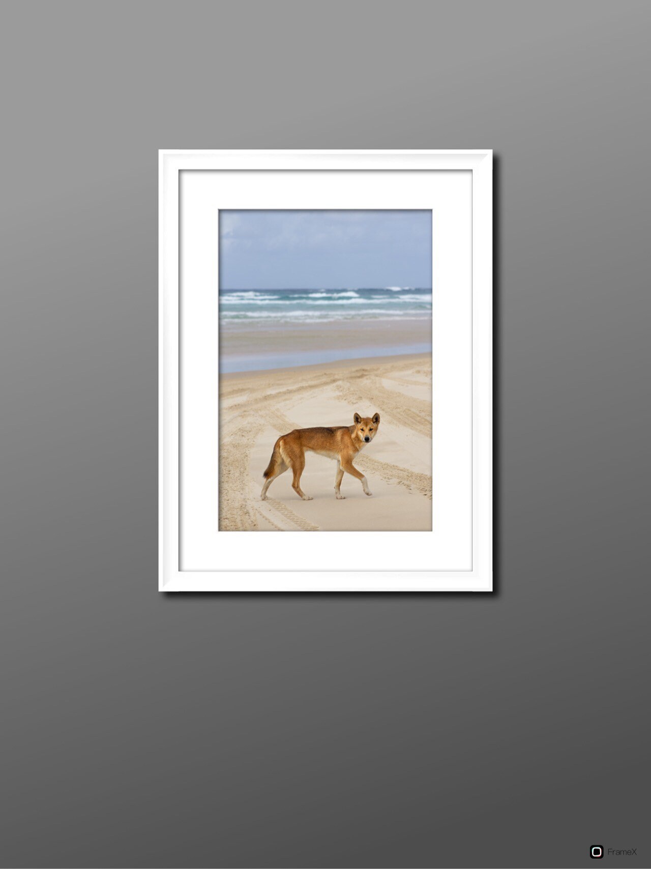 Dingo Photo Print Australian Dingo Art Dingo Digital Print - Etsy