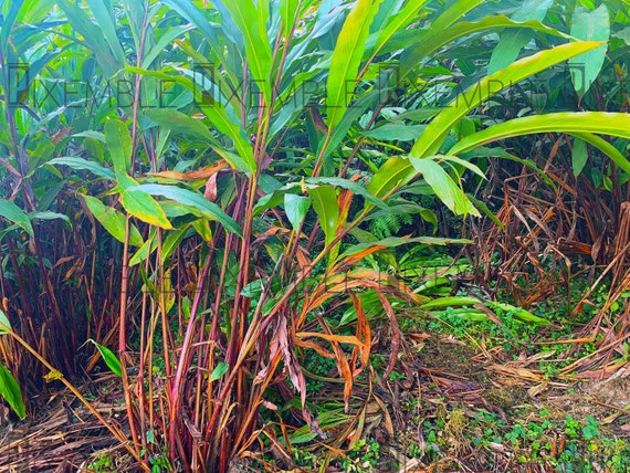 Cardamom Seeds Plant