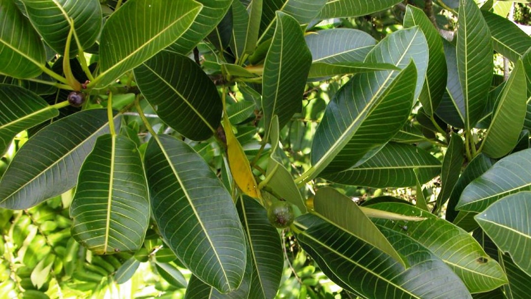 100 Ficus Insipida Seeds Wild , Wild Fig Tree Seeds, Bibosi Seeds - Etsy