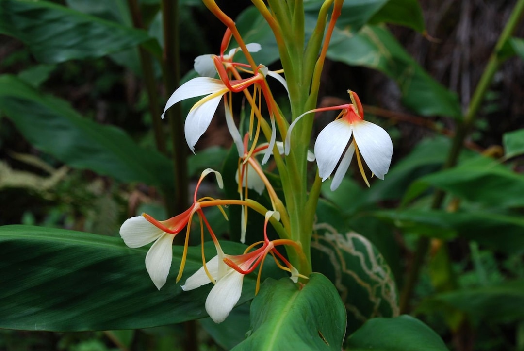 15 Hedychium Spicatum Seeds Spiked Ginger Lily Seeds - Etsy