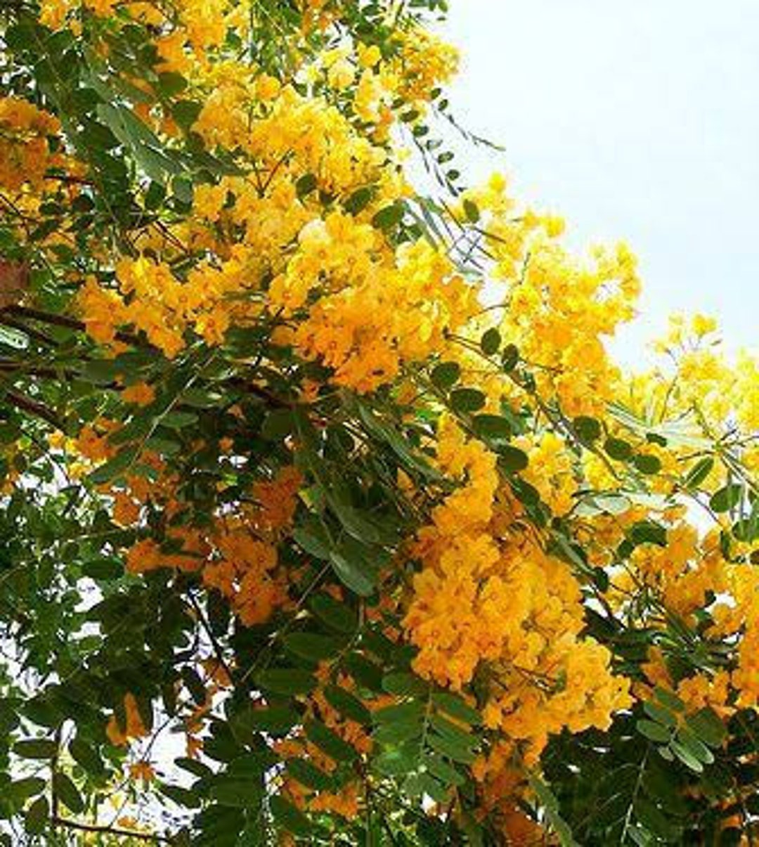 10 Tipuana Tipu Seeds , Tipu Tree Seeds, Tipuana Seeds, Rosewood Seeds ...