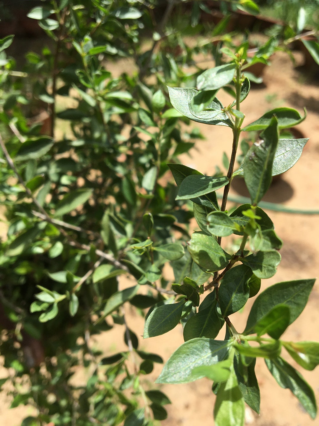100 Lawsonia Inermis, Hina Seeds , Henna Tree Seeds , Marudhani ...
