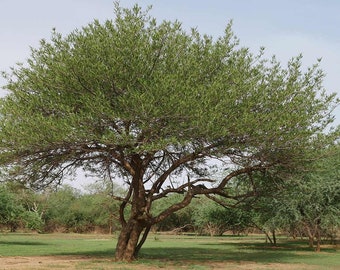 Keekar Tree