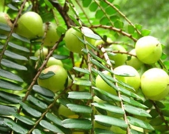 Indian Gooseberry Seeds Amla Tree Seeds Indian Goose Berry - Etsy