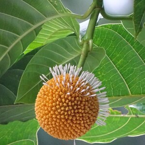 50 Anthocephalus Cadamba Seeds, Kadam Tree Seeds - Etsy