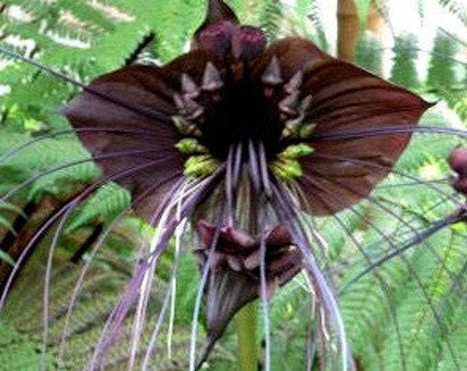 Tacca Chantrieri, Black Bat Flower, 5 Fresh Seeds, Tall Black Blossoms ...
