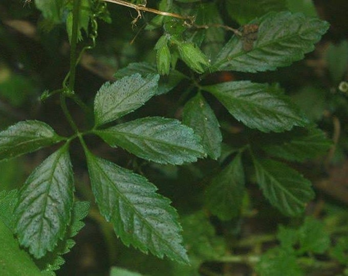 Gynostemma Pentaphyllum Live Plant - Etsy