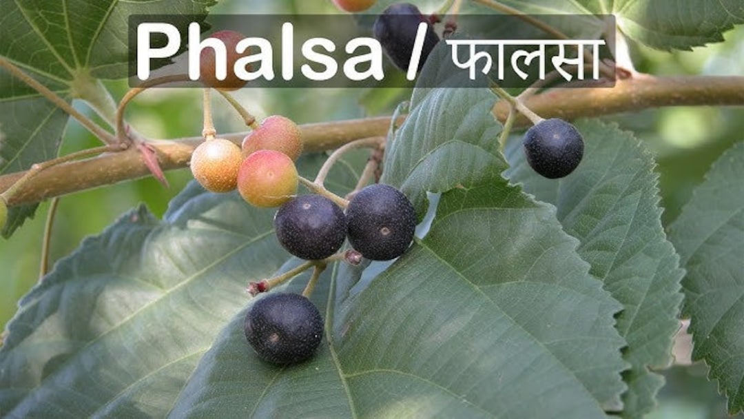 20 Grewia Asiatica Seeds , Phalsa Tree Seeds. Sherbet Berry Seeds ...