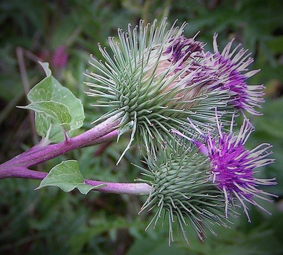200 Arctium Lappa Seeds Greater Burdock Seeds Herb - Etsy